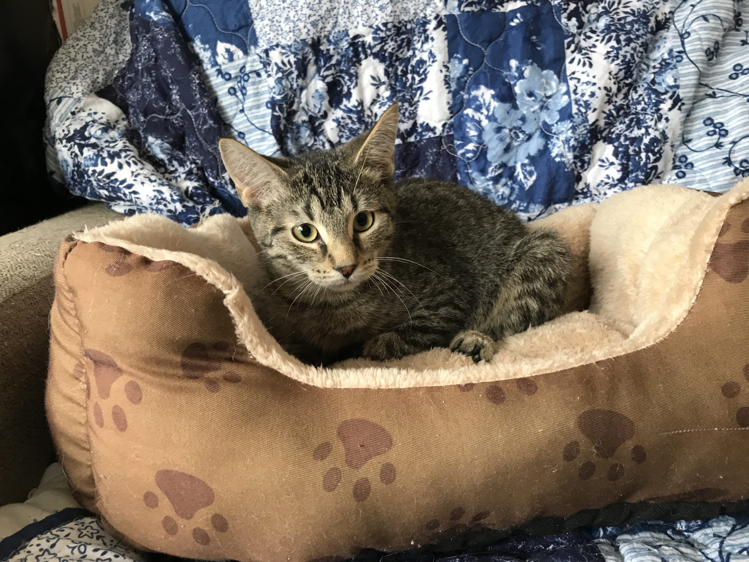 Adopt - Kitten Korner Rescue, Inc.