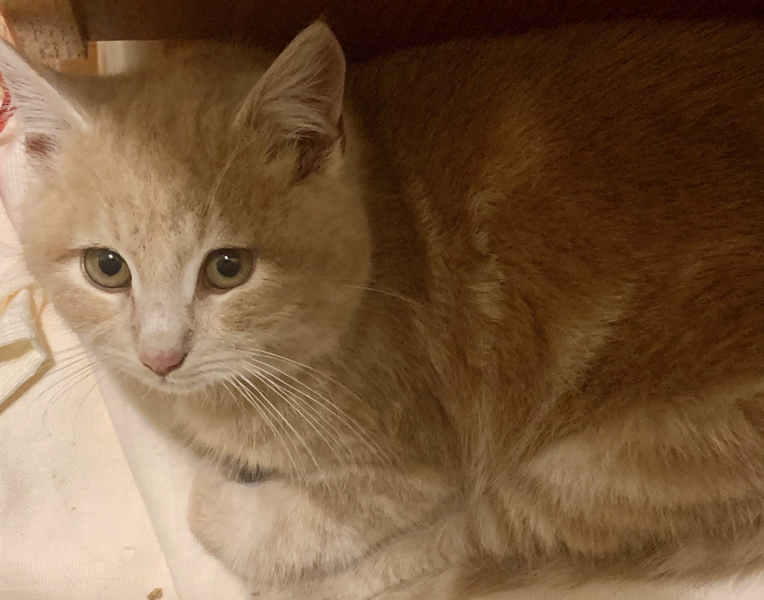 Kittens - Kitten Korner Rescue, Inc.