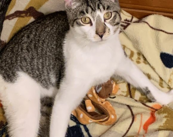 Kitten Korner Rescue, Inc. – Adopt the Purrfect Pet – Rochester, NY