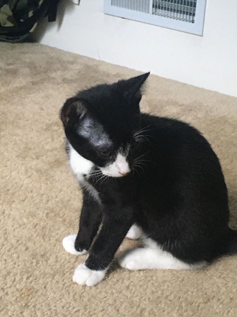 Kittens – Kitten Korner Rescue, Inc.