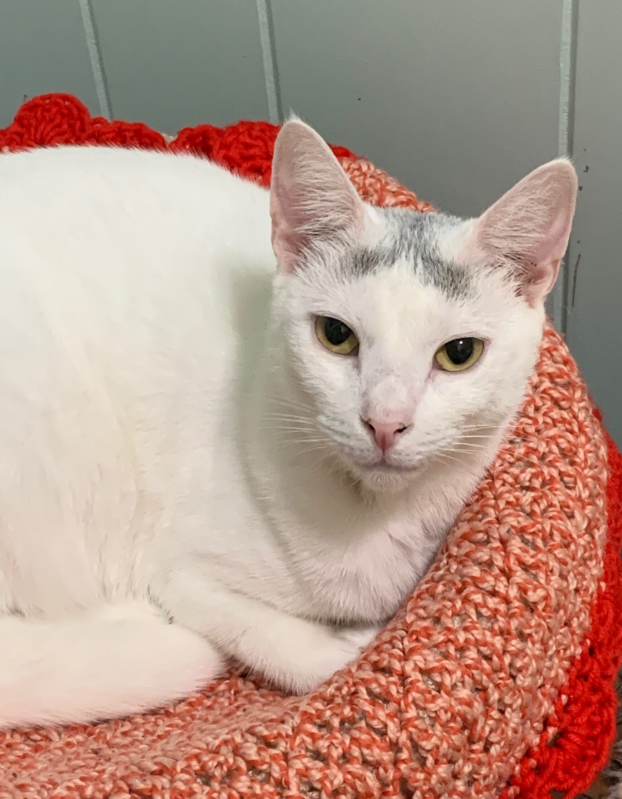 Adopt – Kitten Korner Rescue, Inc.