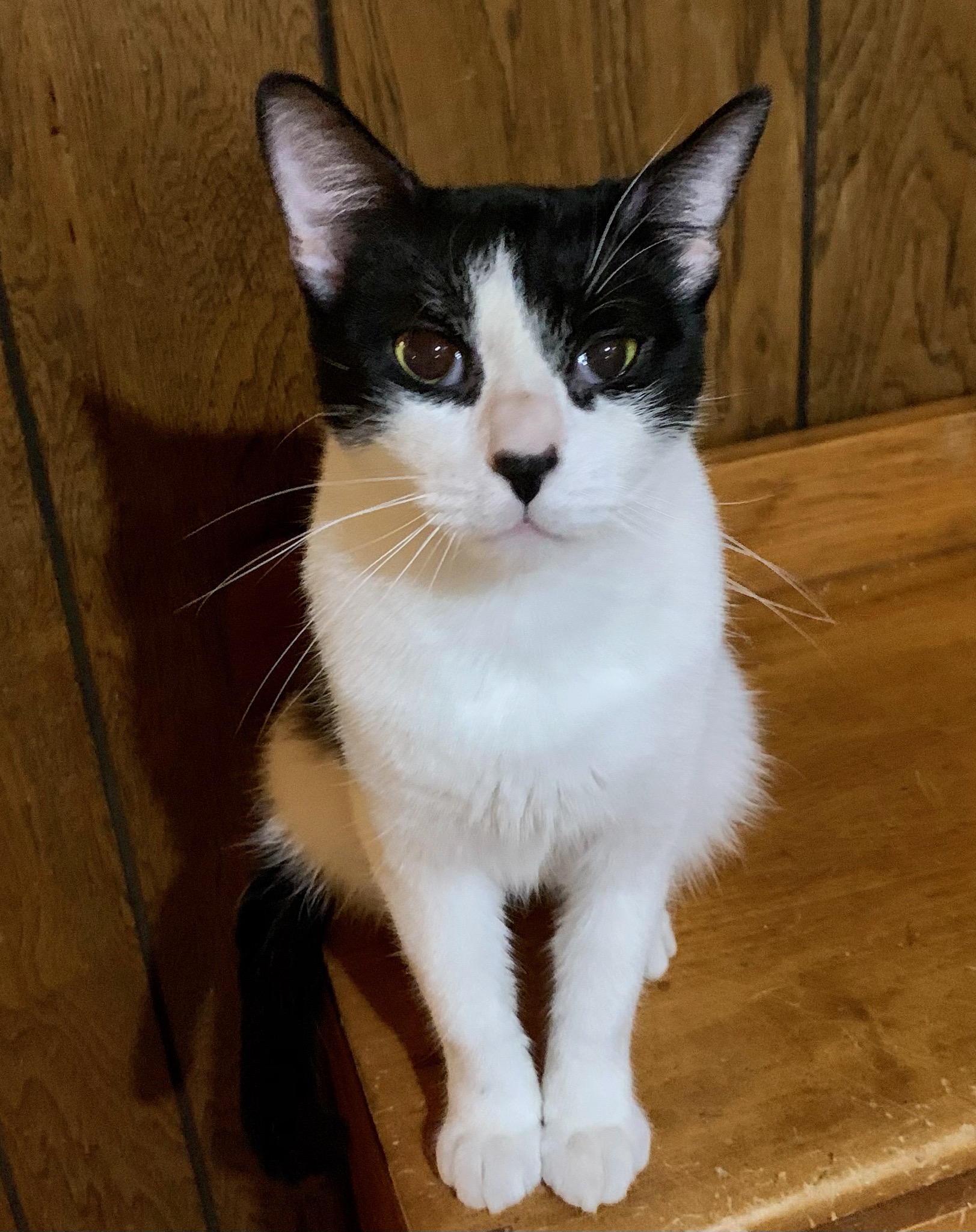 Adopt – Kitten Korner Rescue, Inc.