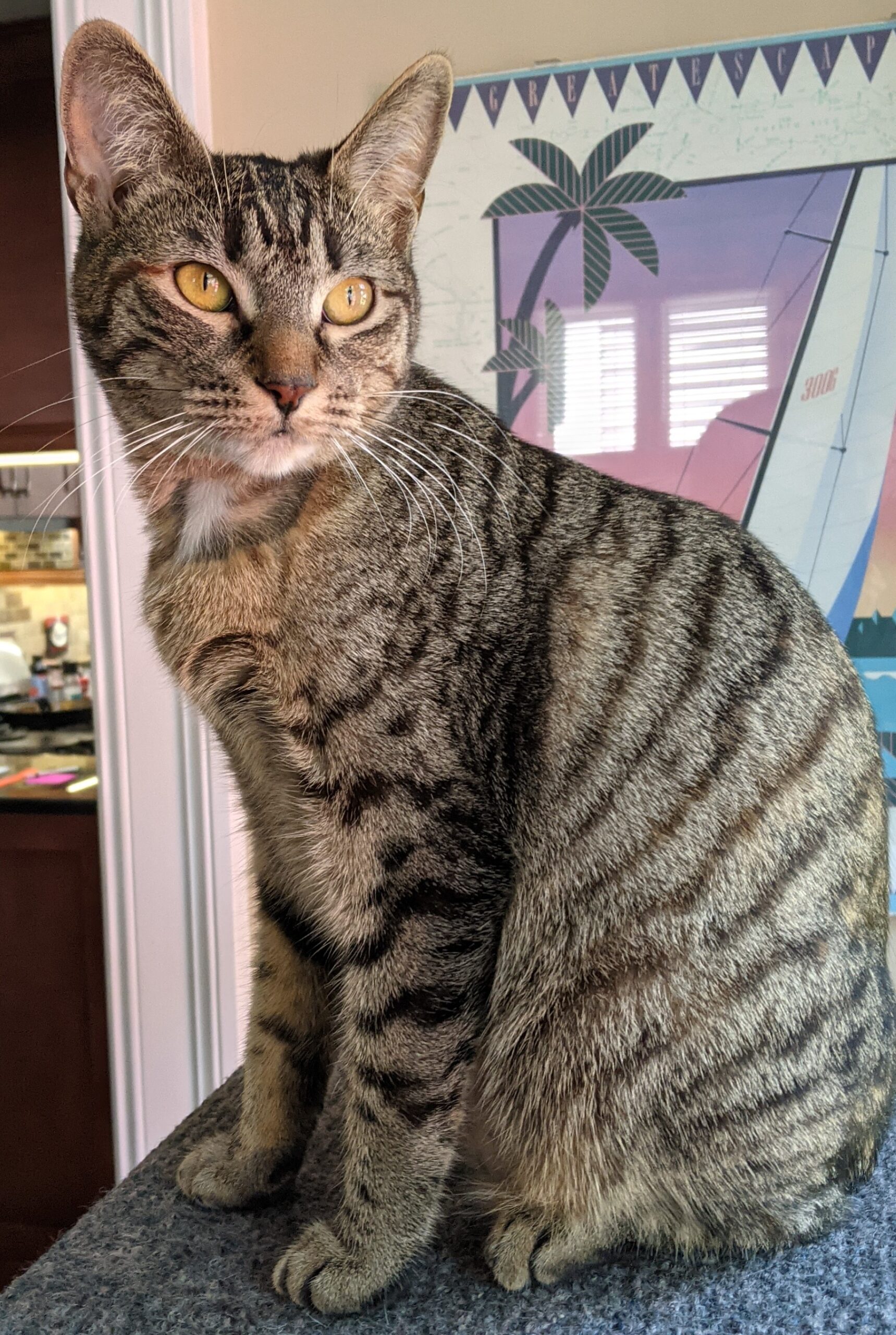 Adopt - Kitten Korner Rescue, Inc.