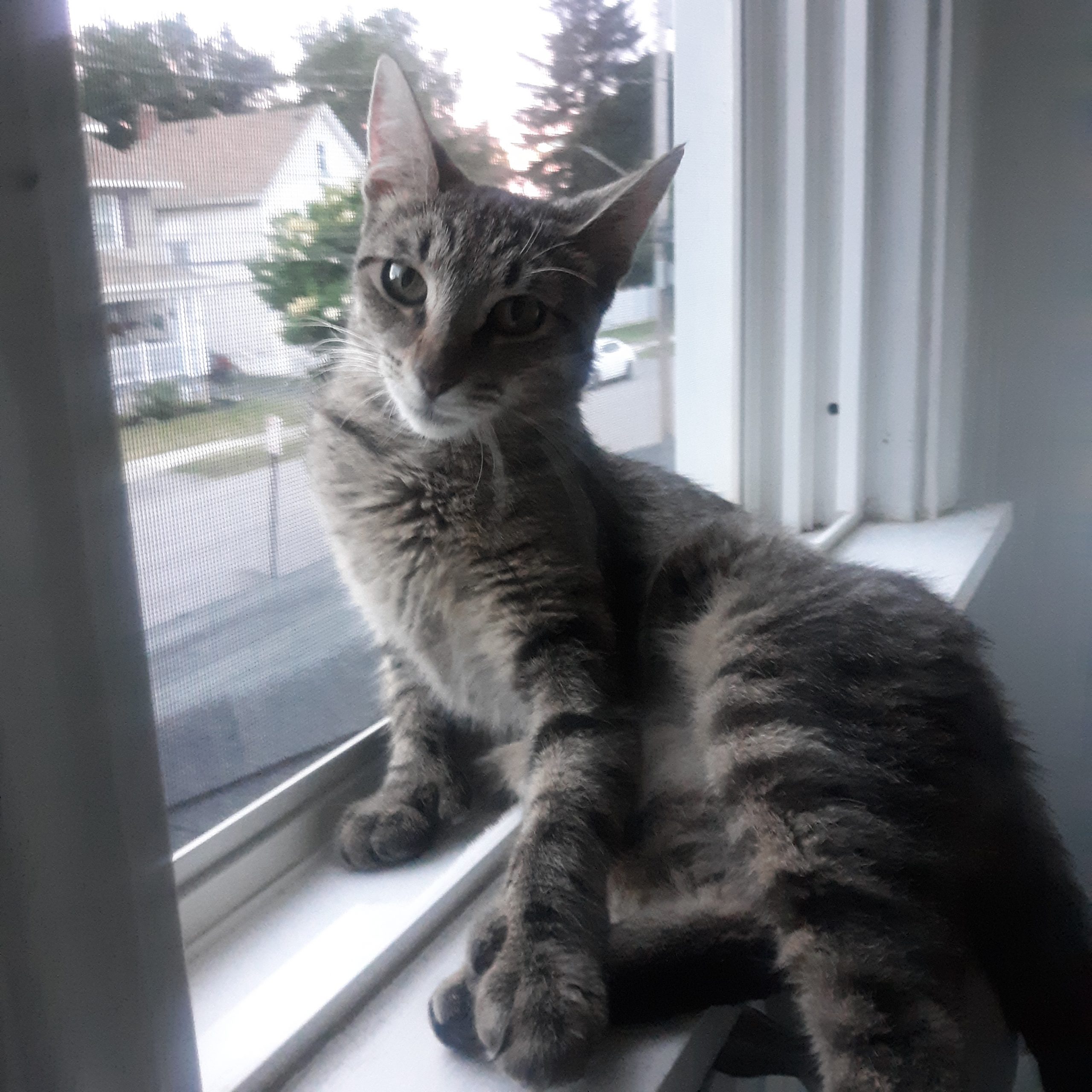 Adult Cats - Kitten Korner Rescue, Inc.