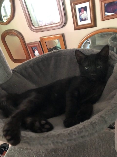 Kittens - Kitten Korner Rescue, Inc.