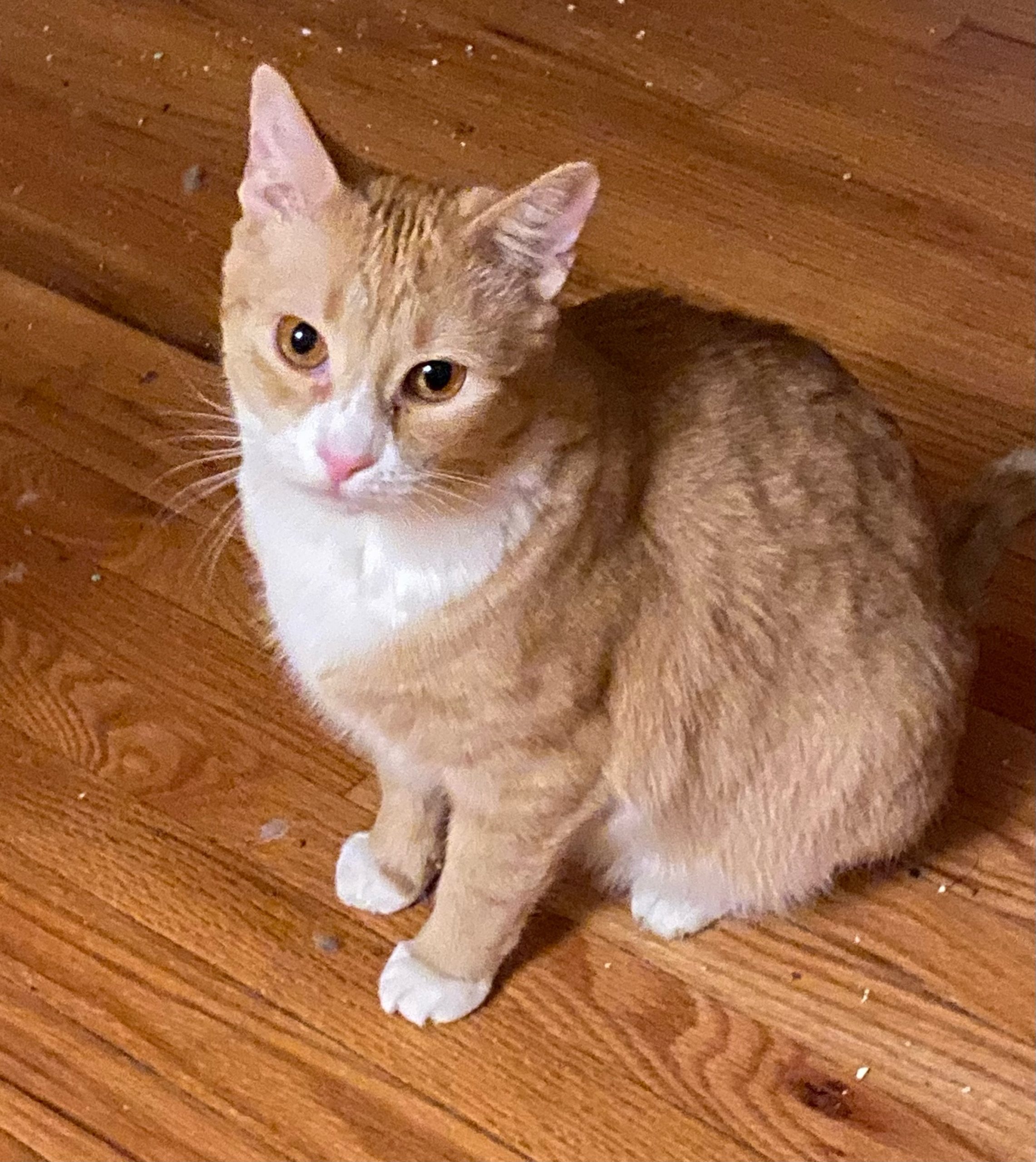 Adopt - Kitten Korner Rescue, Inc.