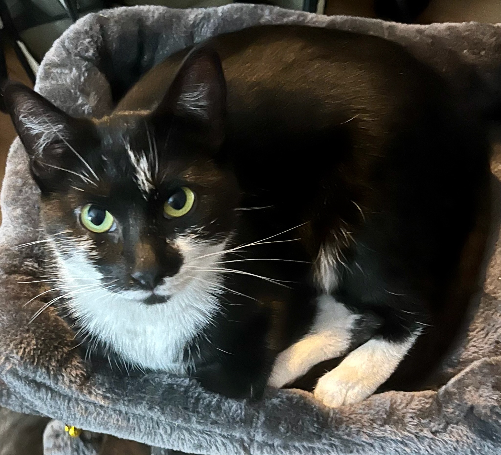 Adult Cats - Kitten Korner Rescue, Inc.