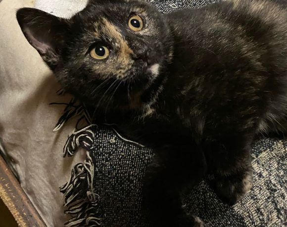 Kittens - Kitten Korner Rescue, Inc.