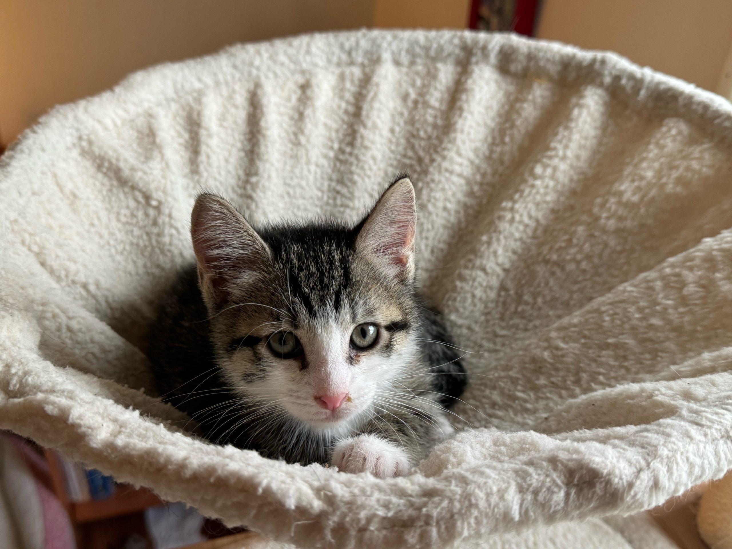 Kittens - Kitten Korner Rescue, Inc.