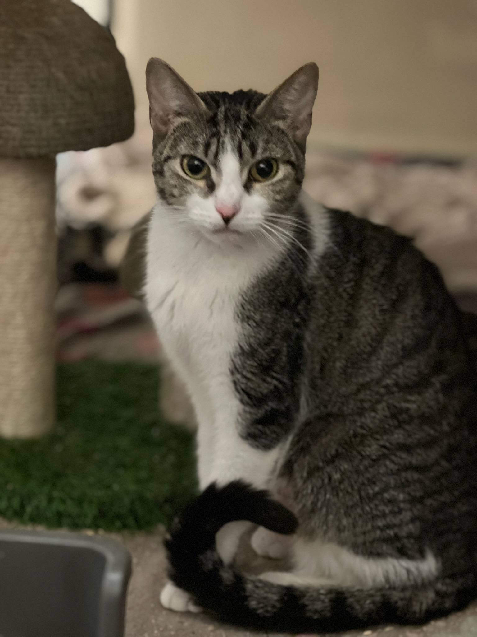 Adult Cats - Kitten Korner Rescue, Inc.